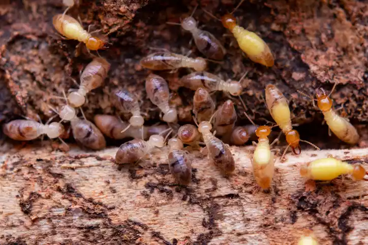 Understanding Subterranean Termites in Huntsville